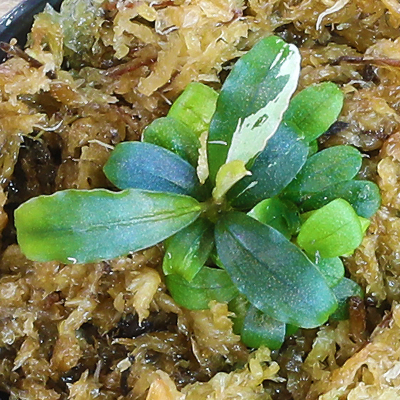 [ブセ]Bucephalandra variegata 斑入り - 育種堂｜SODATANEDOU アグラオネマ専門店